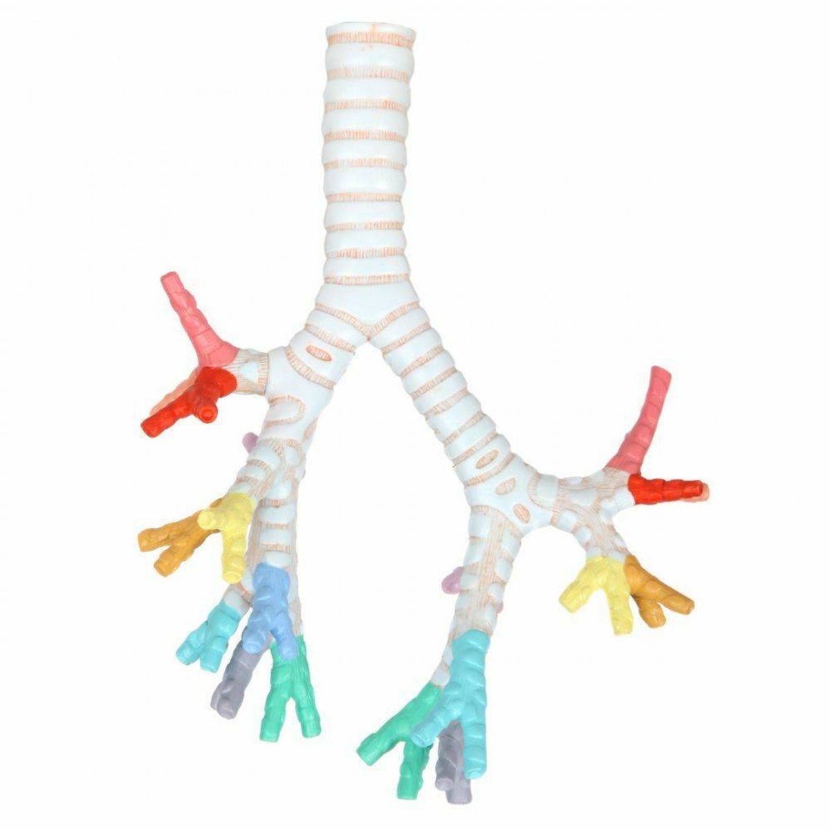 MYASKRO Lung Anatomy Model Set